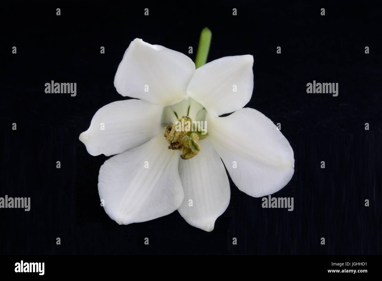 Galtonia candicans hi-res stock photography and images - Alamy