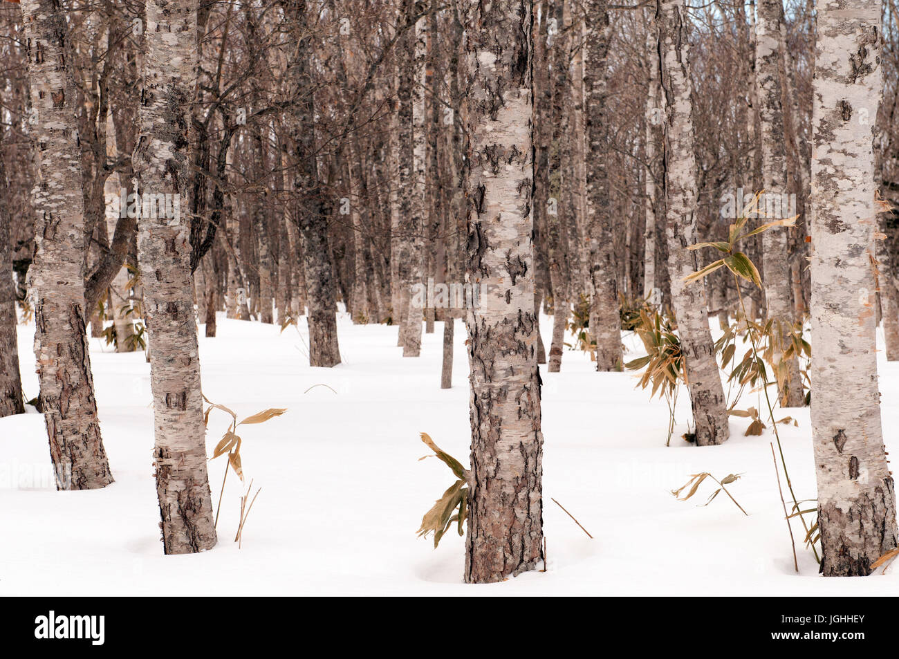 Birch trees in winter hi-res stock photography and images - Alamy