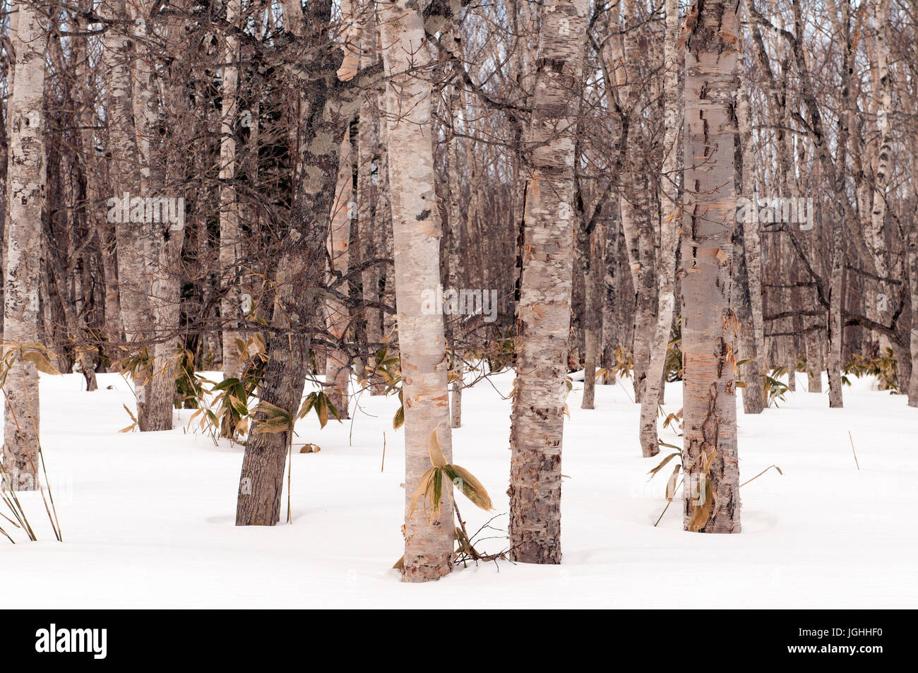 Birch trees in winter hi-res stock photography and images - Alamy
