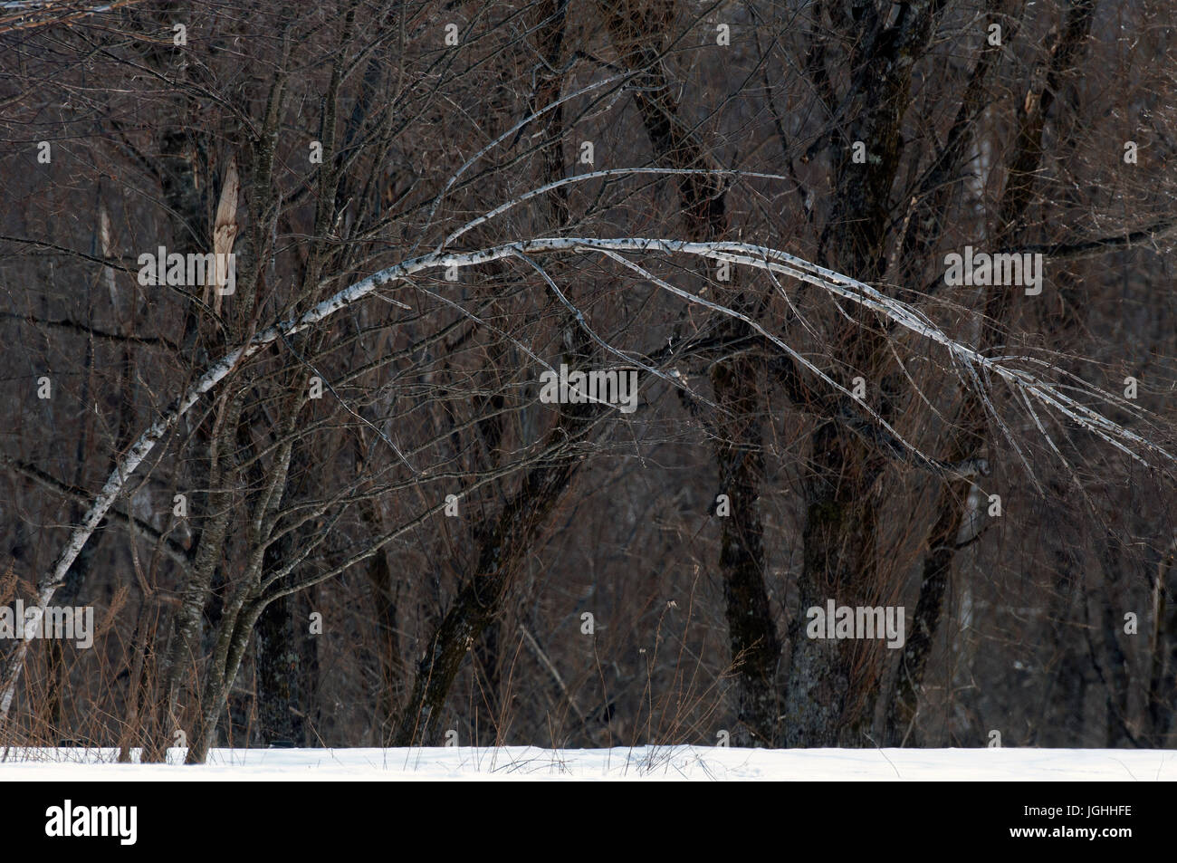Birch tree in the winter Landscape, Hokkaido, North, East, Winter ...