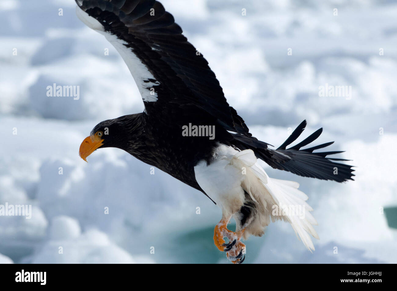 Steller's sea eagle (Haliaeetus pelagicus) flying, Russia Steller's sea ...