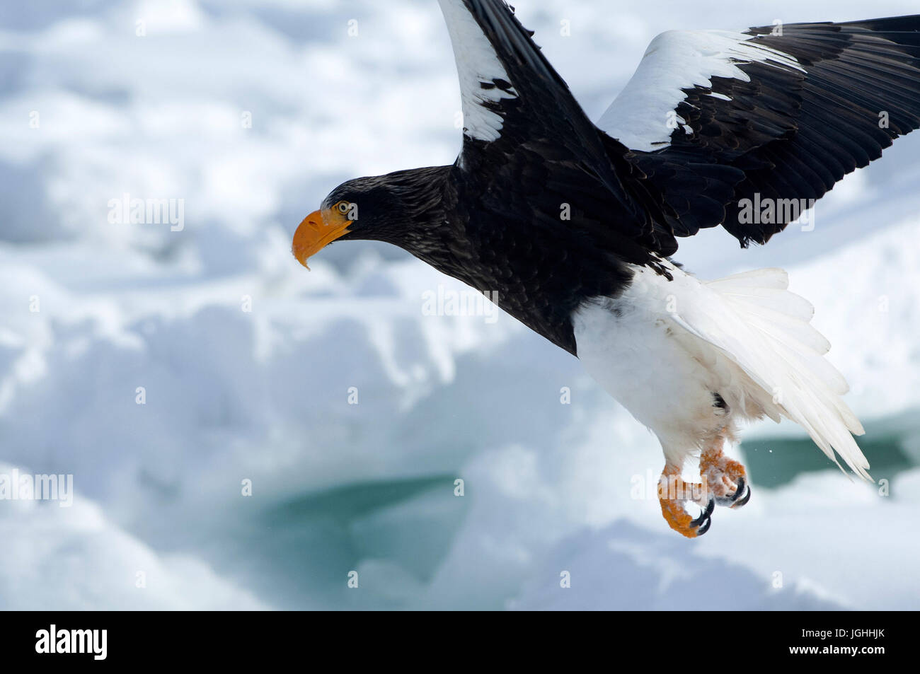 Steller's sea eagle (Haliaeetus pelagicus) flying, Russia Steller's sea ...