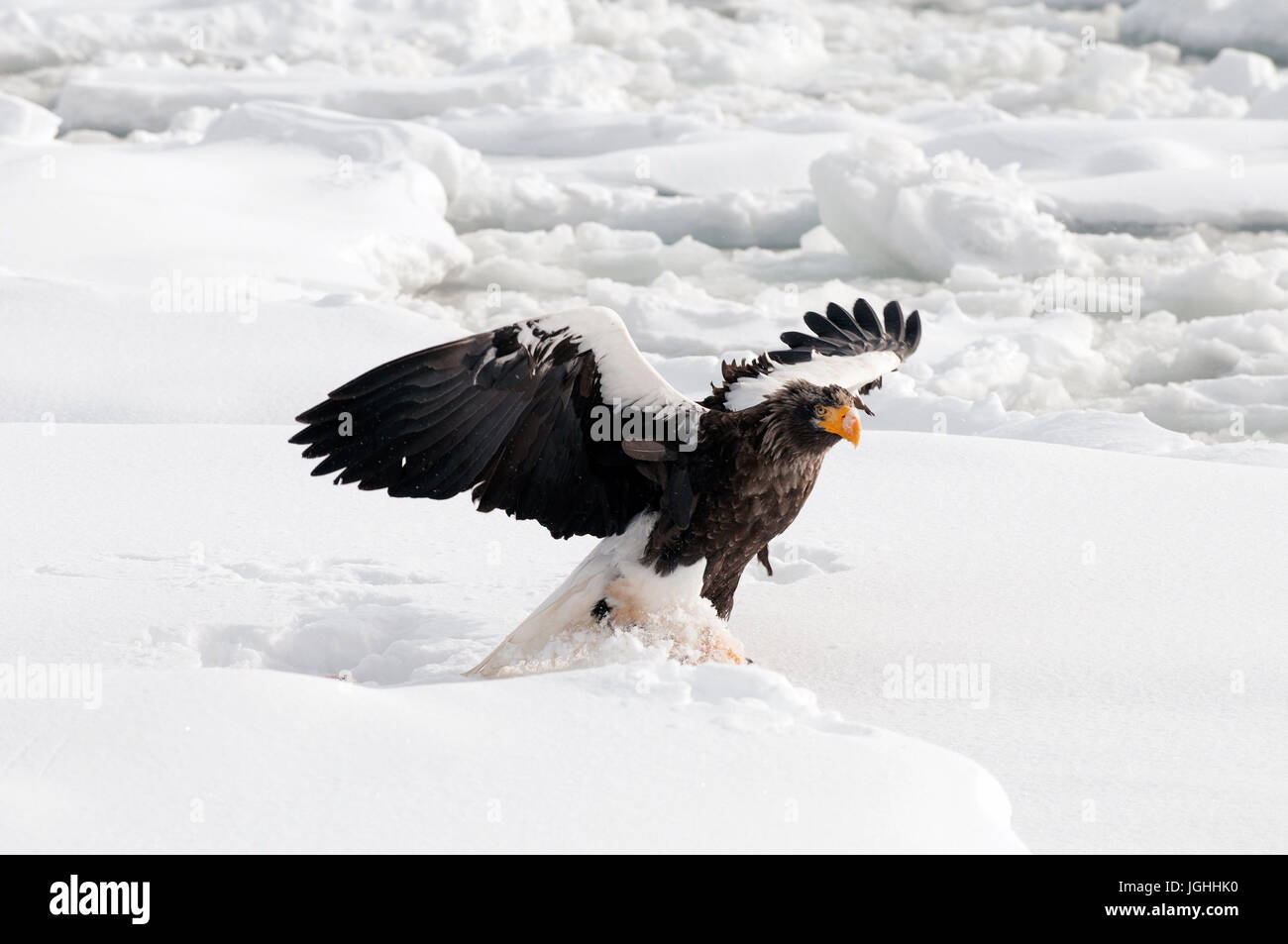 Steller's sea eagle (Haliaeetus pelagicus) on the pack, Russia Steller ...
