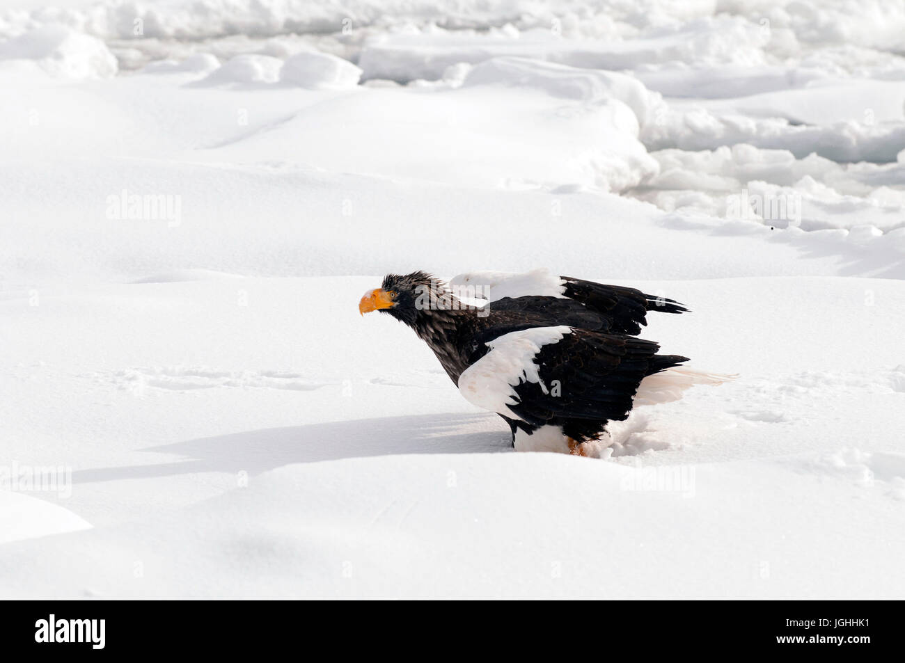 Steller's sea eagle (Haliaeetus pelagicus) on the pack, Russia Steller ...