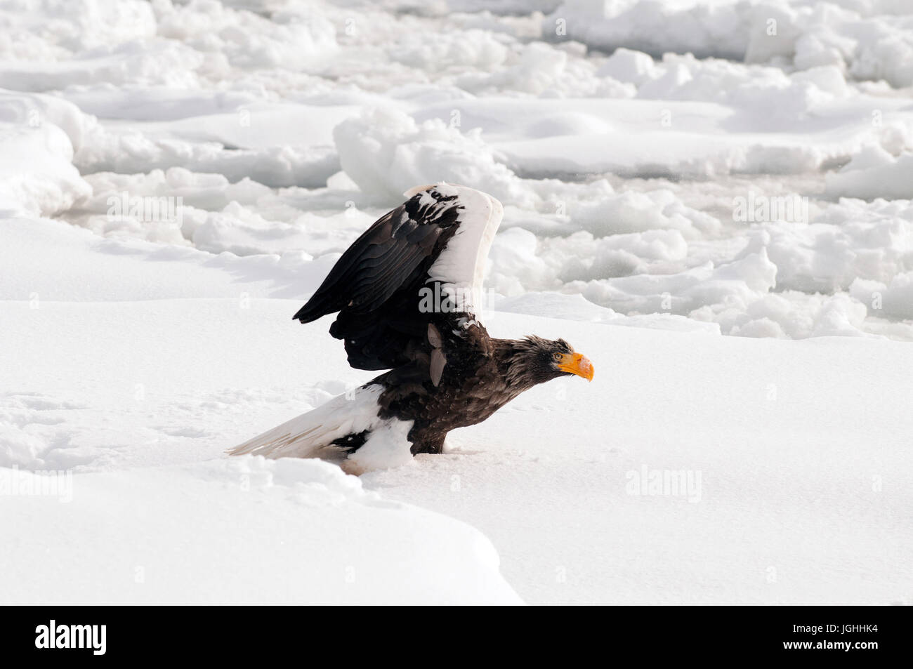 Steller's sea eagle (Haliaeetus pelagicus) on the pack, Russia Steller ...
