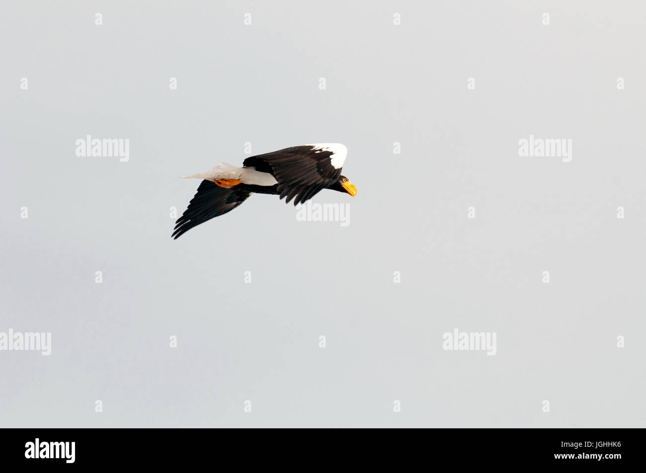 Steller's sea eagle (Haliaeetus pelagicus) flying, Russia Steller's sea ...