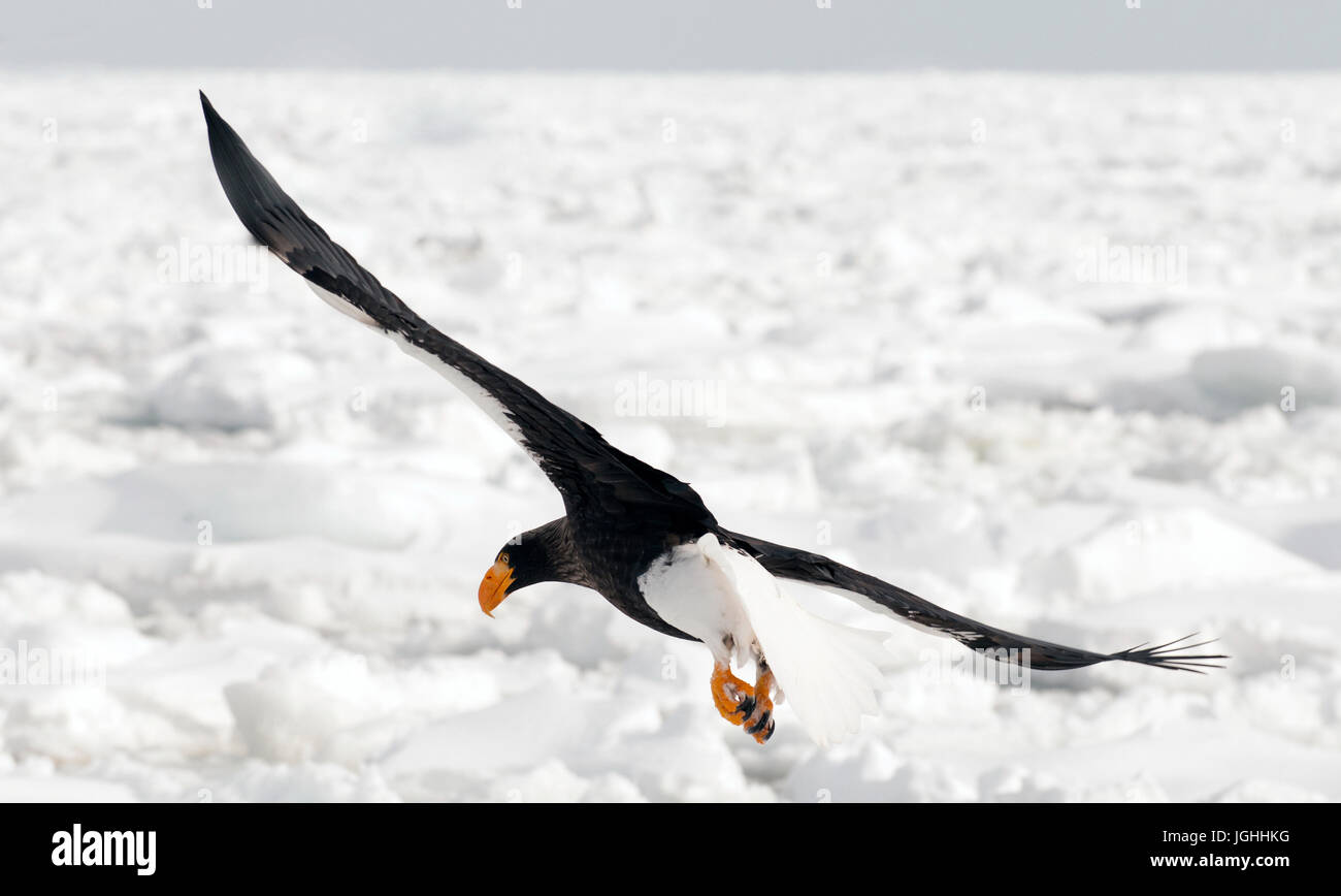 Steller's sea eagle (Haliaeetus pelagicus) flying, Russia Steller's sea ...