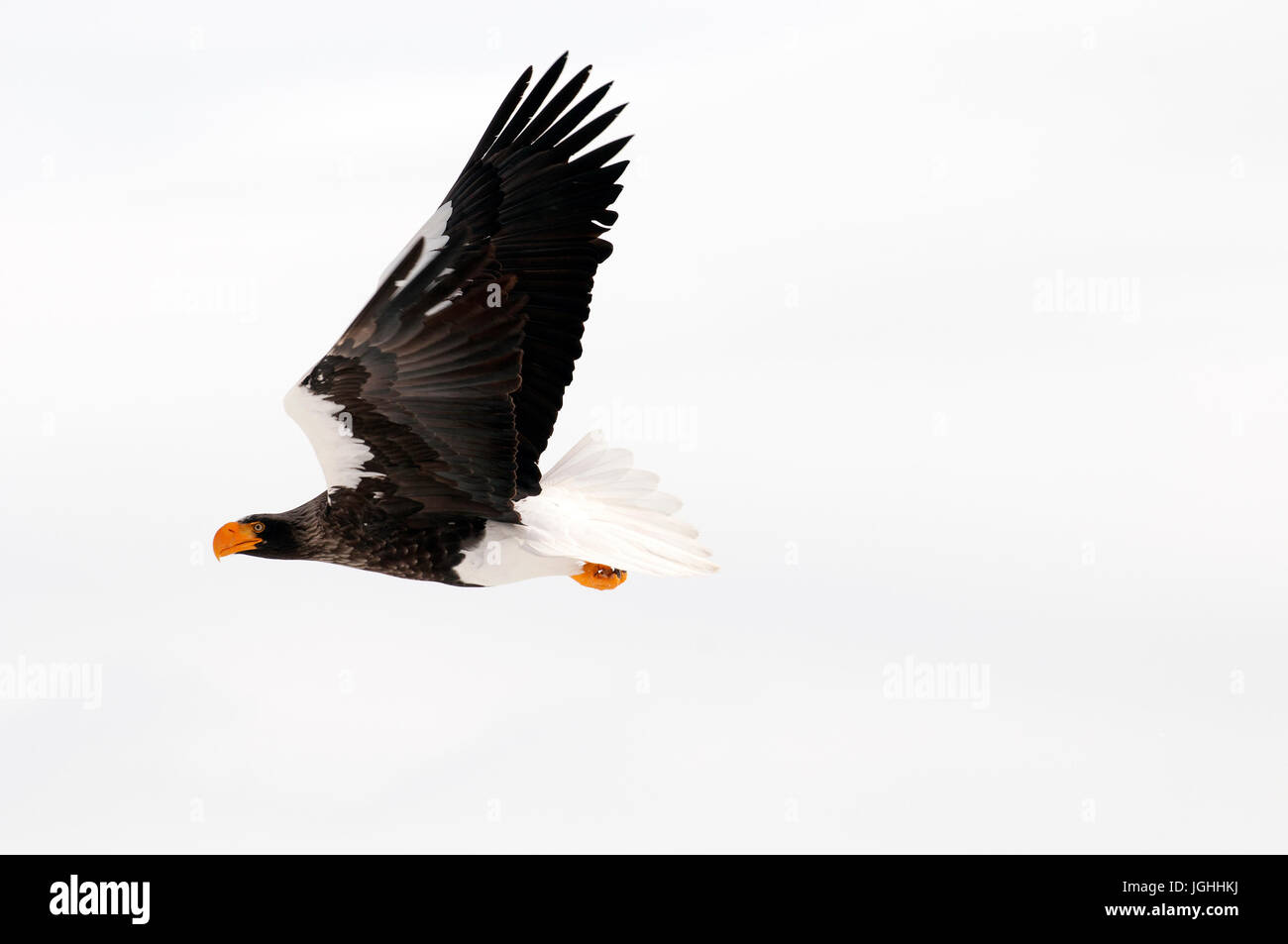 Steller's sea eagle (Haliaeetus pelagicus) flying, Russia Steller's sea ...