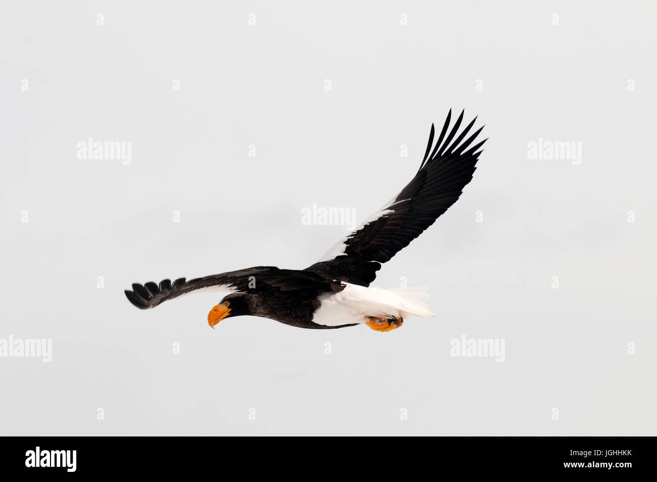 Steller's sea eagle (Haliaeetus pelagicus) flying, Russia Steller's sea ...