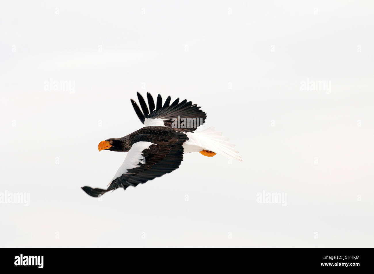 Steller's sea eagle (Haliaeetus pelagicus) flying, Russia Steller's sea ...