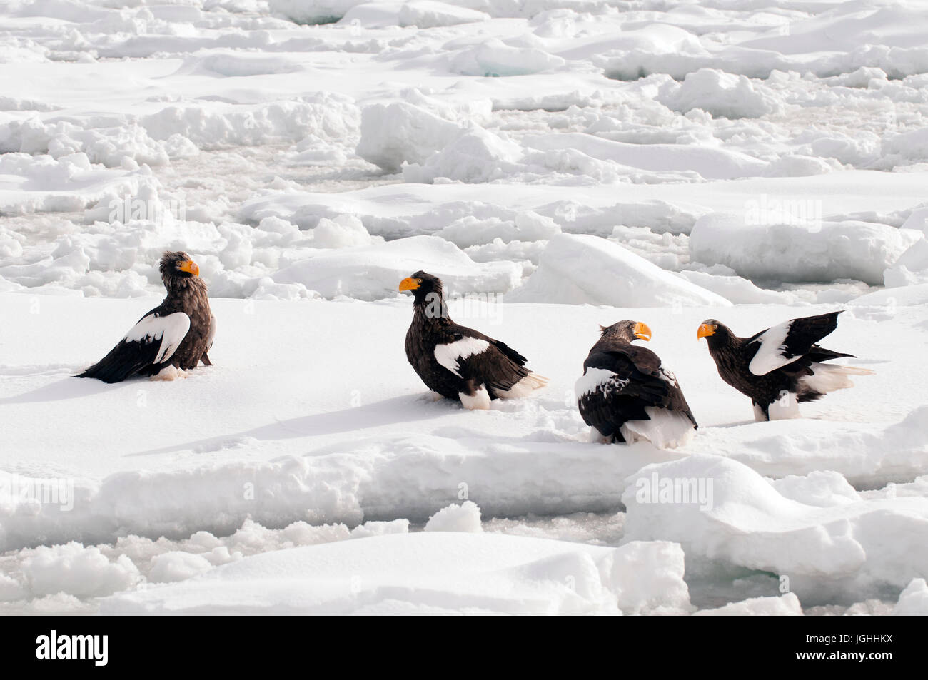 Steller's sea eagle (Haliaeetus pelagicus) on the pack, Russia Steller ...