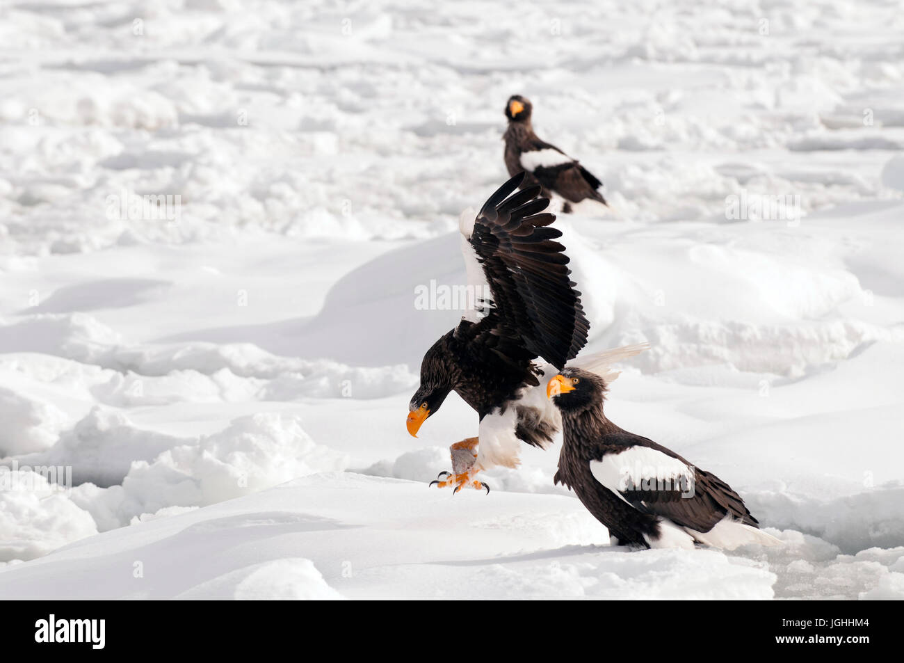 Steller's sea eagle (Haliaeetus pelagicus) landing, Russia Steller's ...