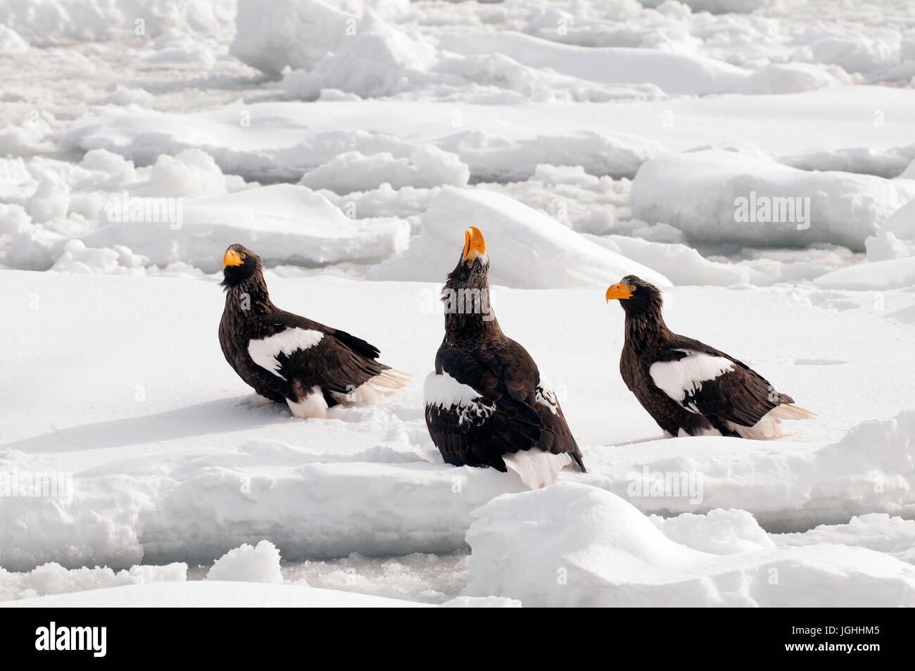 Steller's sea eagle (Haliaeetus pelagicus) on the pack, Russia Steller ...