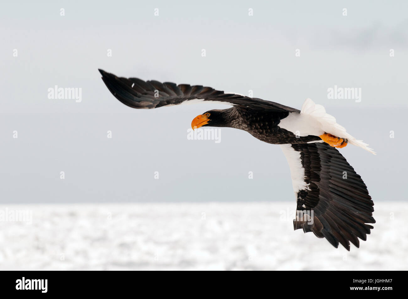 Steller's sea eagle (Haliaeetus pelagicus) flying, Russia Steller's sea ...