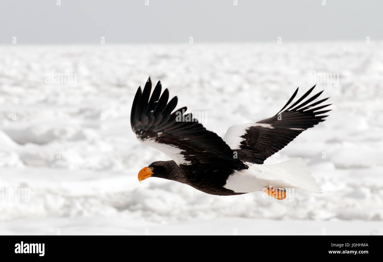 Steller's sea eagle (Haliaeetus pelagicus) flying, Russia Steller's sea ...