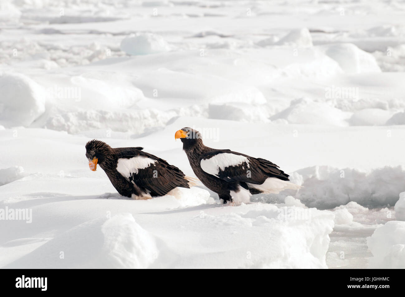 Steller's sea eagle (Haliaeetus pelagicus) couple on the pack, Russia ...