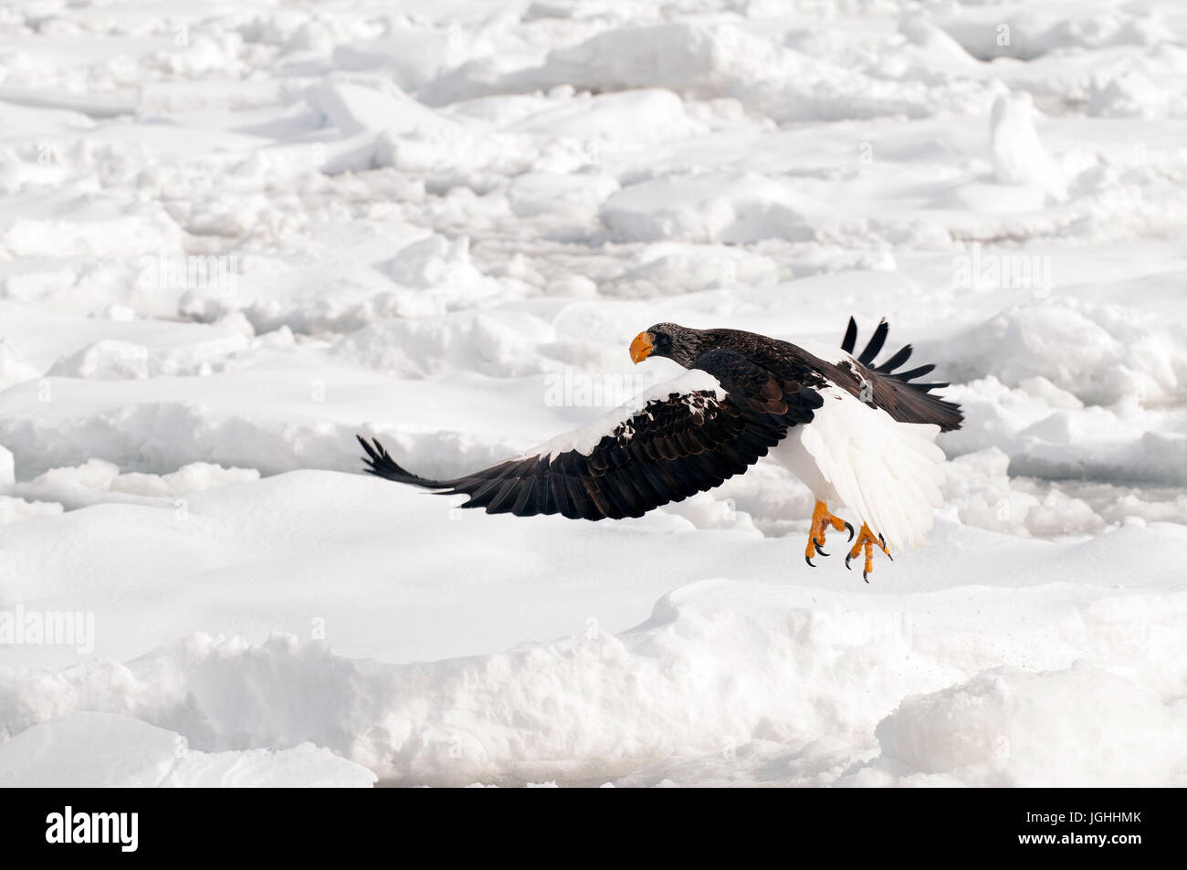 Steller's sea eagle (Haliaeetus pelagicus) flying on the pack, take-off ...