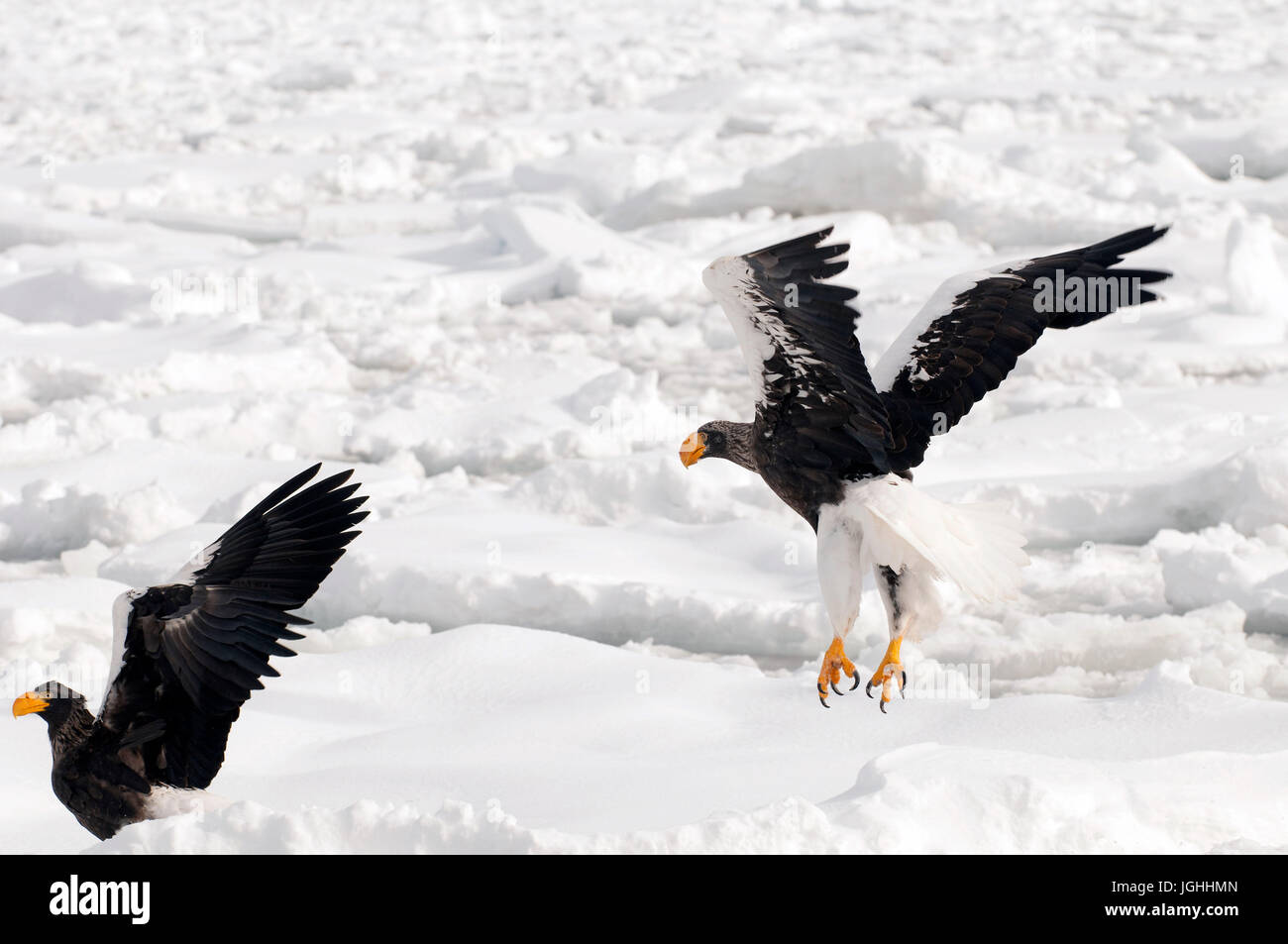 Steller's sea eagle (Haliaeetus pelagicus) take-off, Russia Steller's ...