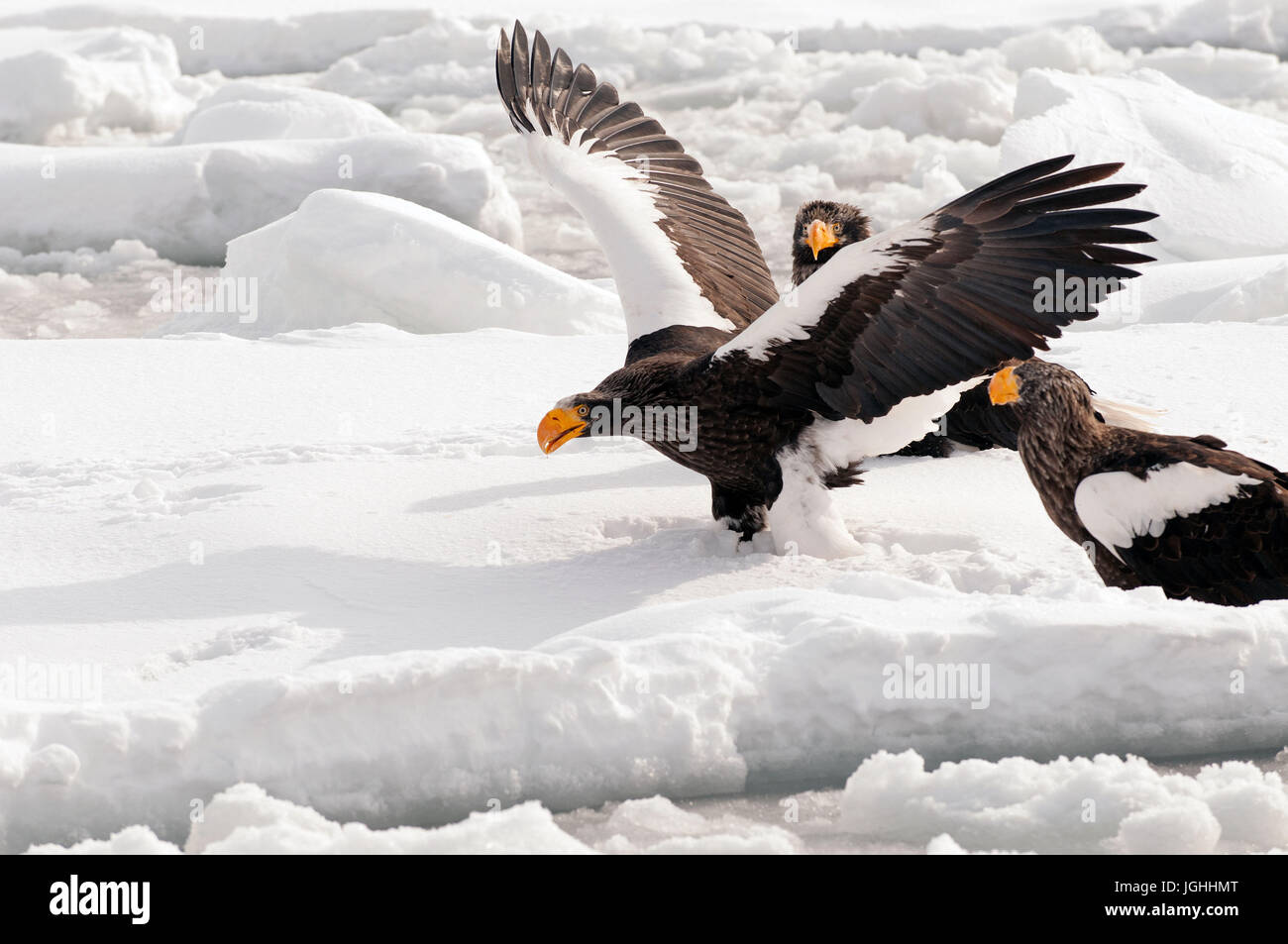 Steller's sea eagle (Haliaeetus pelagicus) take-off, Russia Steller's ...