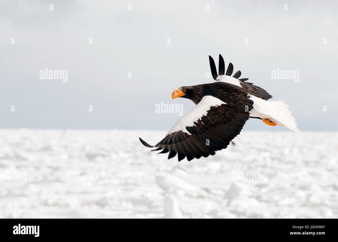 Steller's sea eagle (Haliaeetus pelagicus) flying, Russia Steller's sea ...