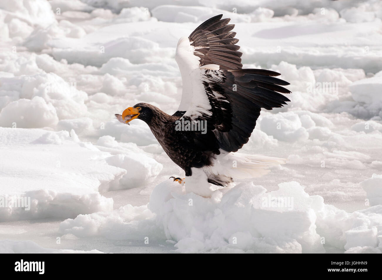 Steller's sea eagle (Haliaeetus pelagicus) eating a fish, Russia ...