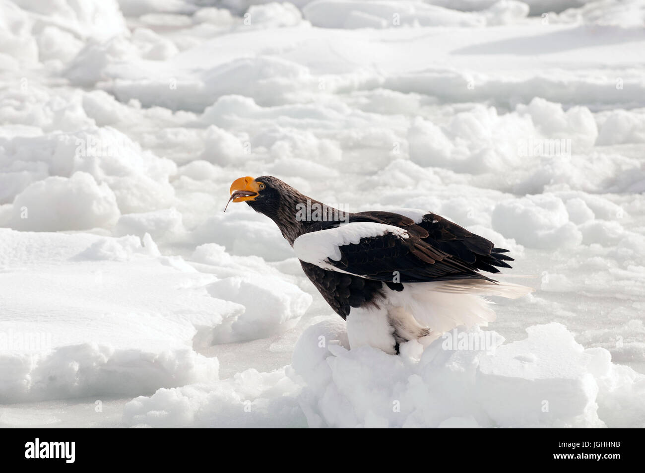 Steller's sea eagle (Haliaeetus pelagicus) eating a fish, Russia ...