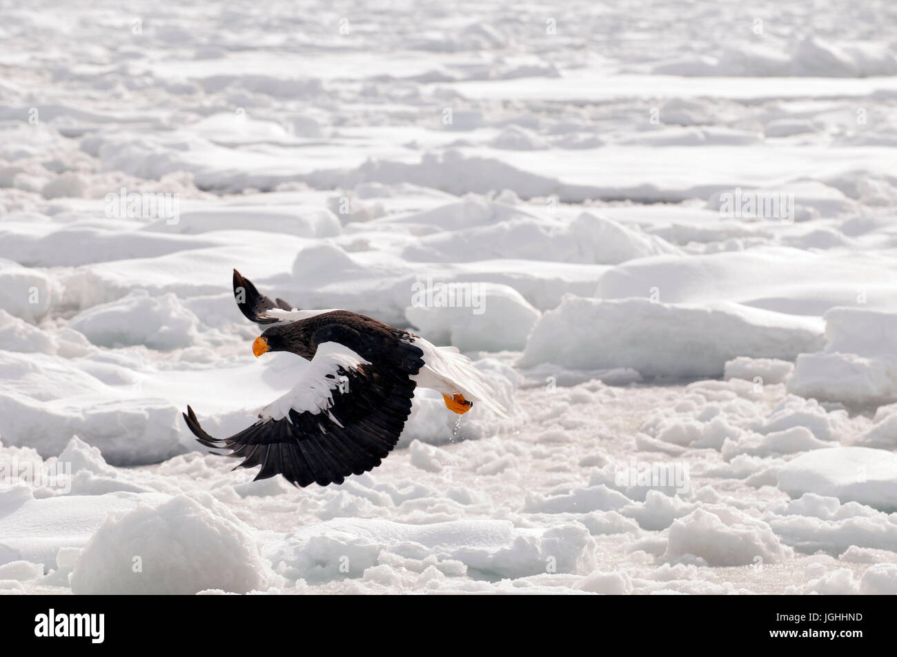 Steller's sea eagle (Haliaeetus pelagicus) flying, Russia Steller's sea ...