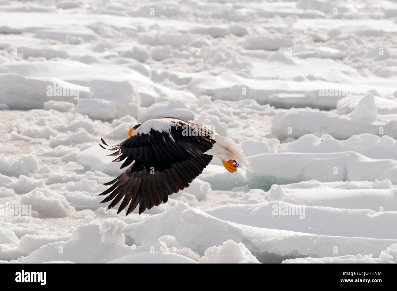 Steller's sea eagle (Haliaeetus pelagicus) flying, Russia Steller's sea ...