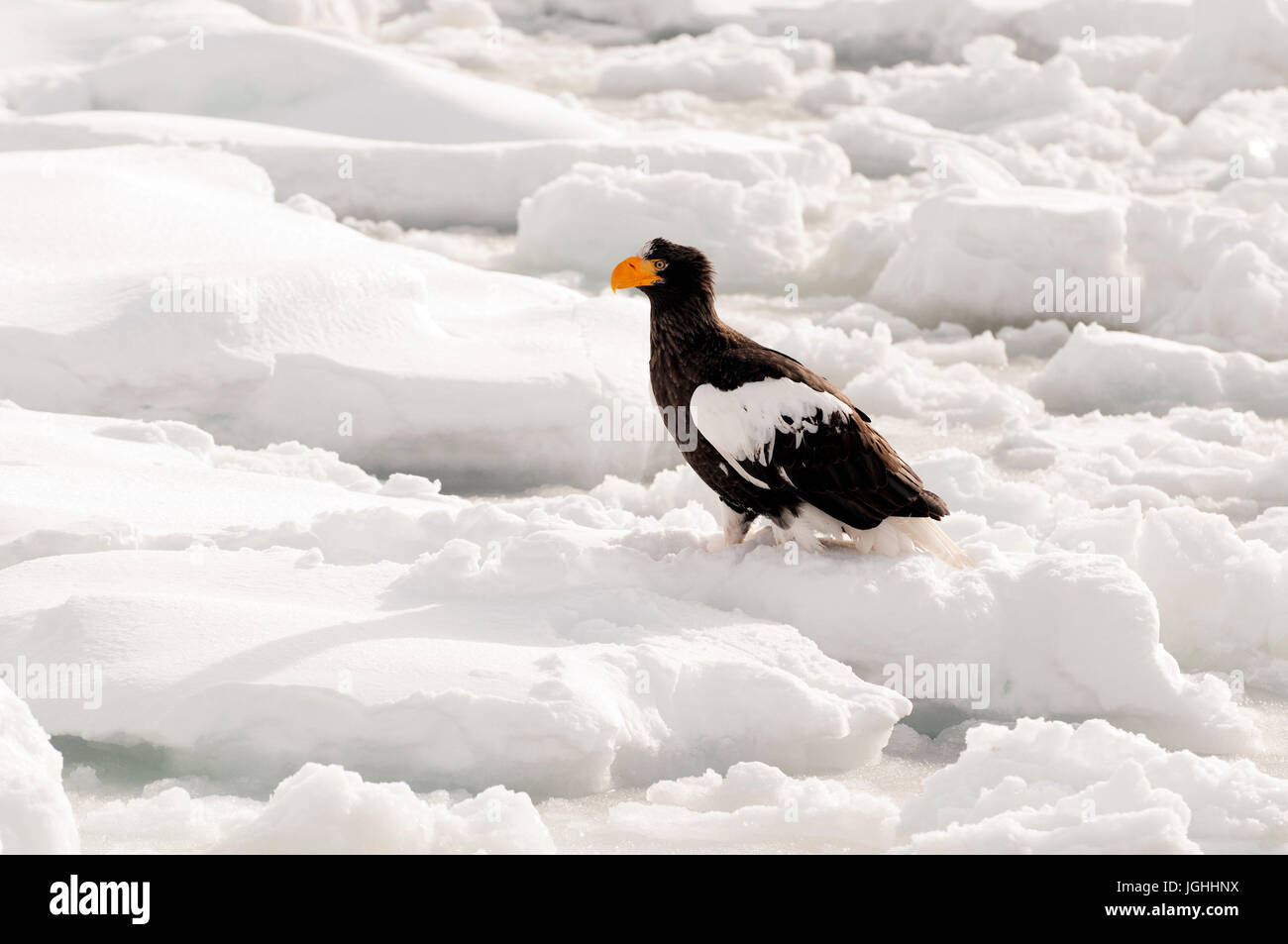Steller's sea eagle (Haliaeetus pelagicus) on the pack, Russia Steller ...