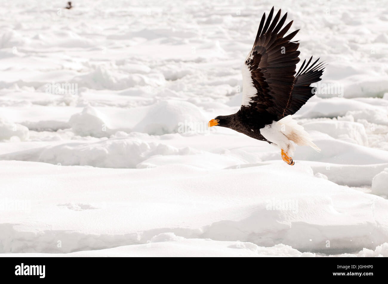 Steller's sea eagle (Haliaeetus pelagicus) flying, take-off, Russia ...