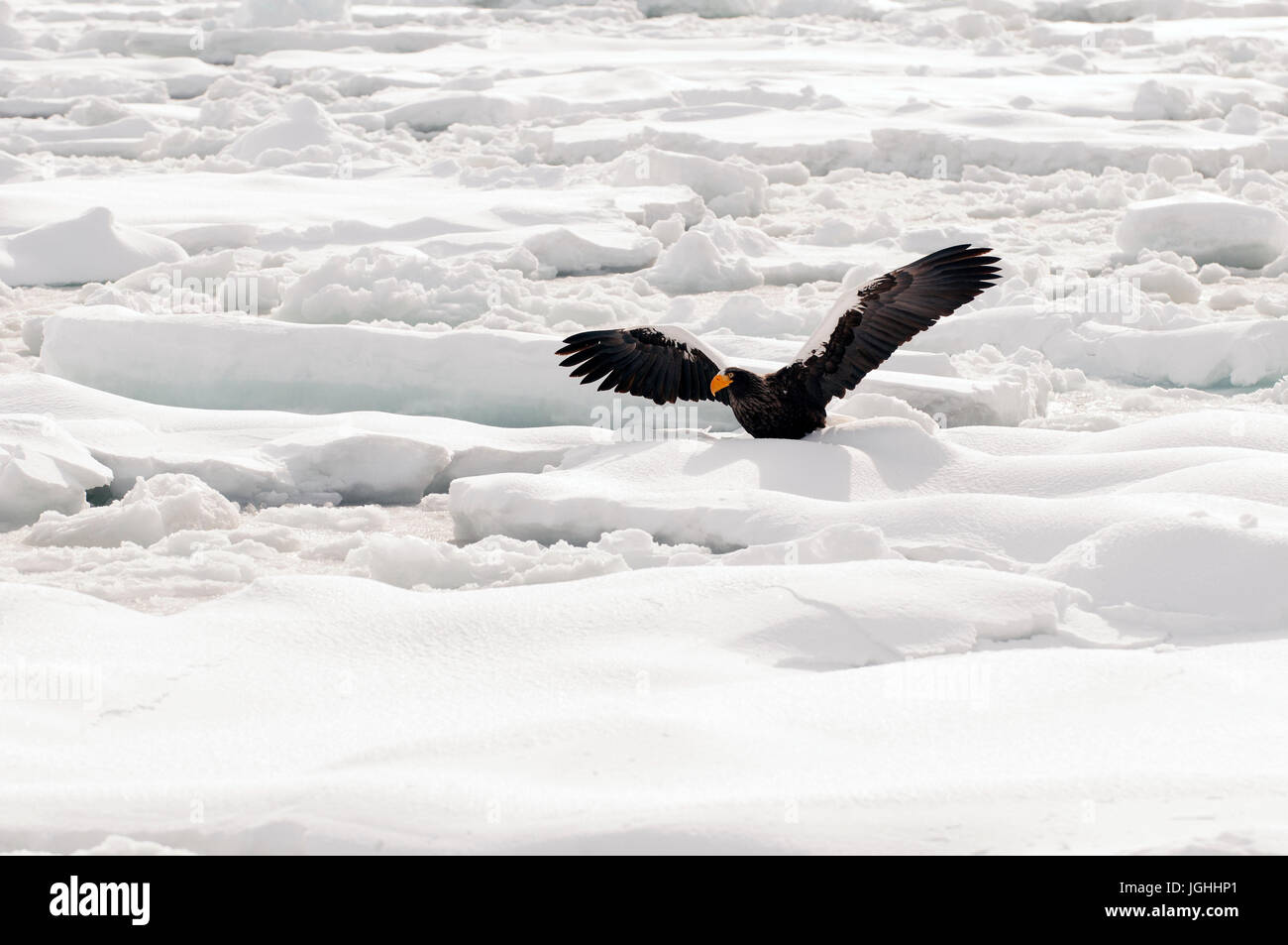 Steller's sea eagle (Haliaeetus pelagicus) flying, take-off, Russia ...
