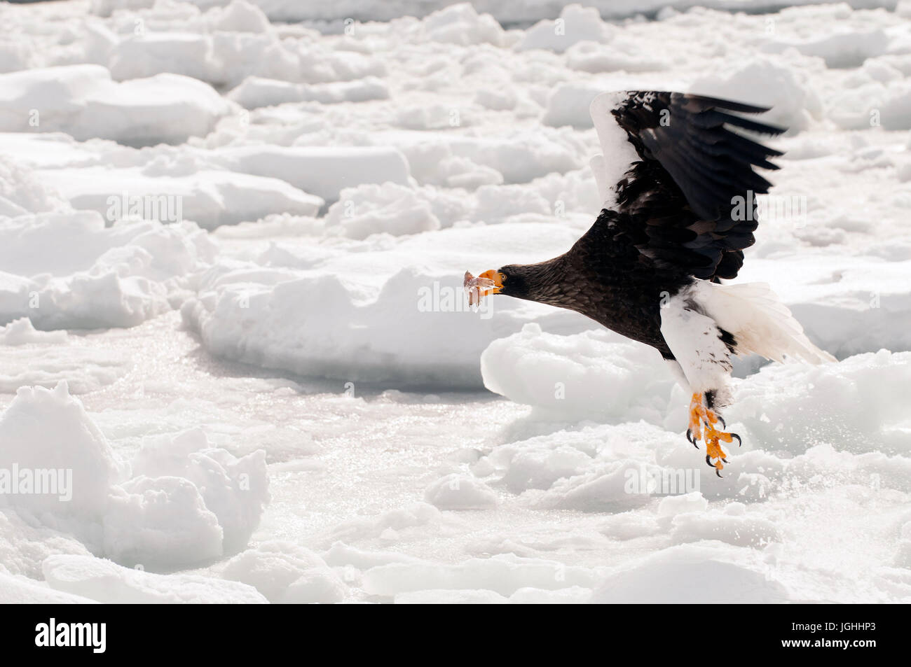 Steller's sea eagle (Haliaeetus pelagicus) flying, take-off with fish ...