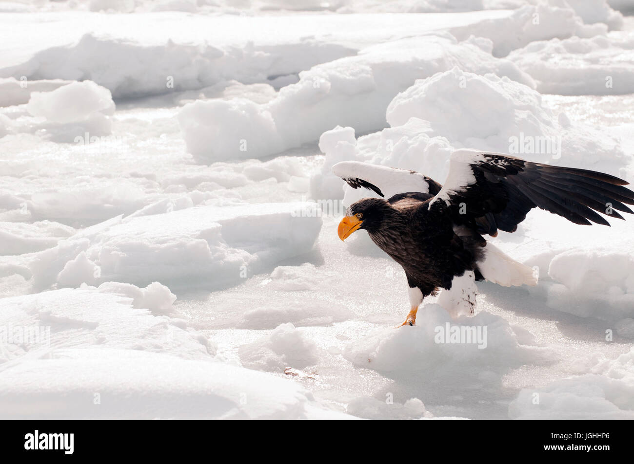 Steller's sea eagle (Haliaeetus pelagicus) on the pack, Russia Steller ...