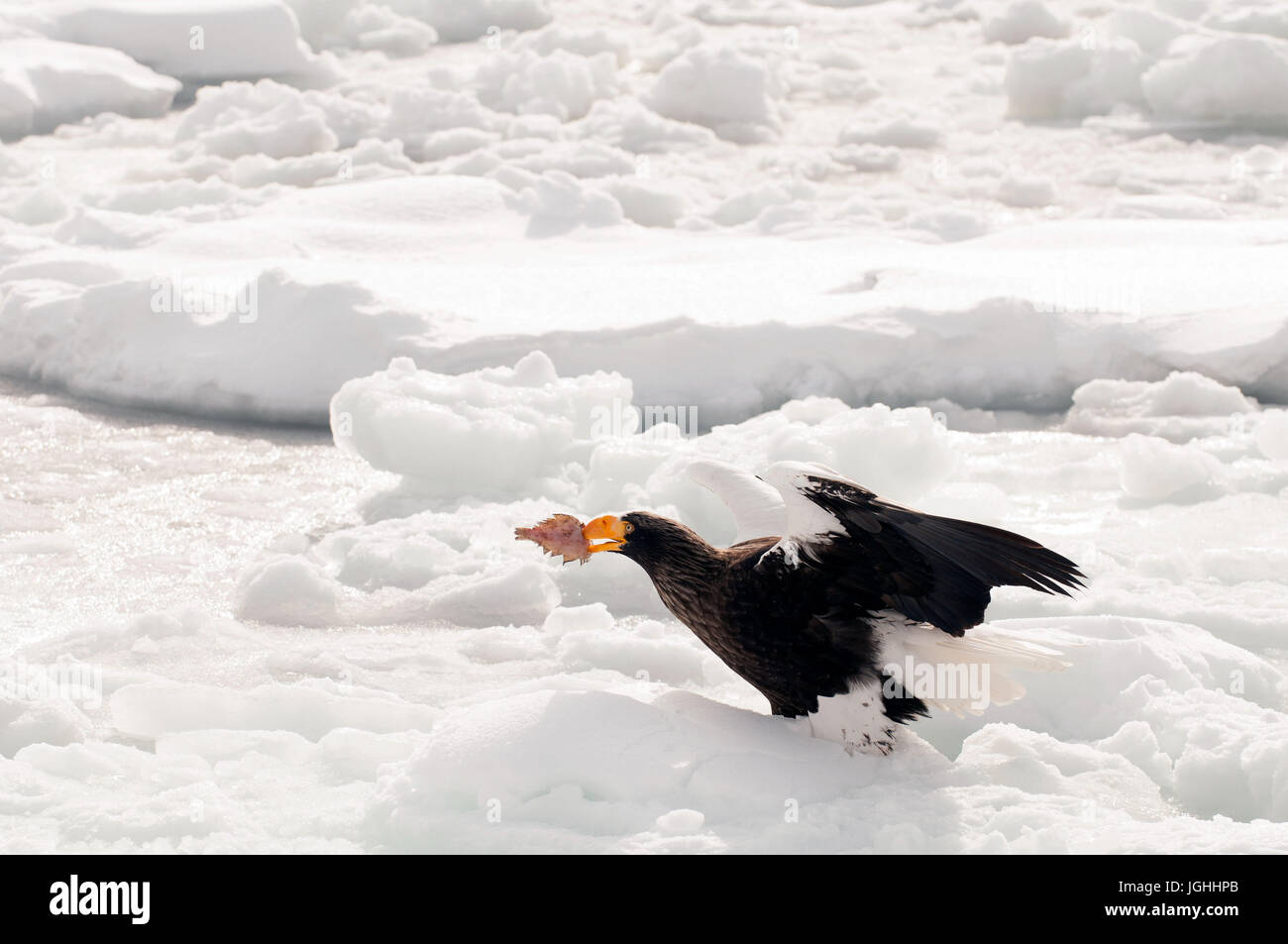Steller's sea eagle (Haliaeetus pelagicus) on the pack with a fish ...