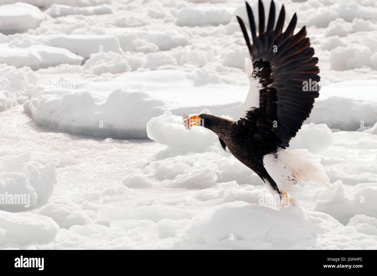 Steller's sea eagle (Haliaeetus pelagicus) flying, take-off with fish ...