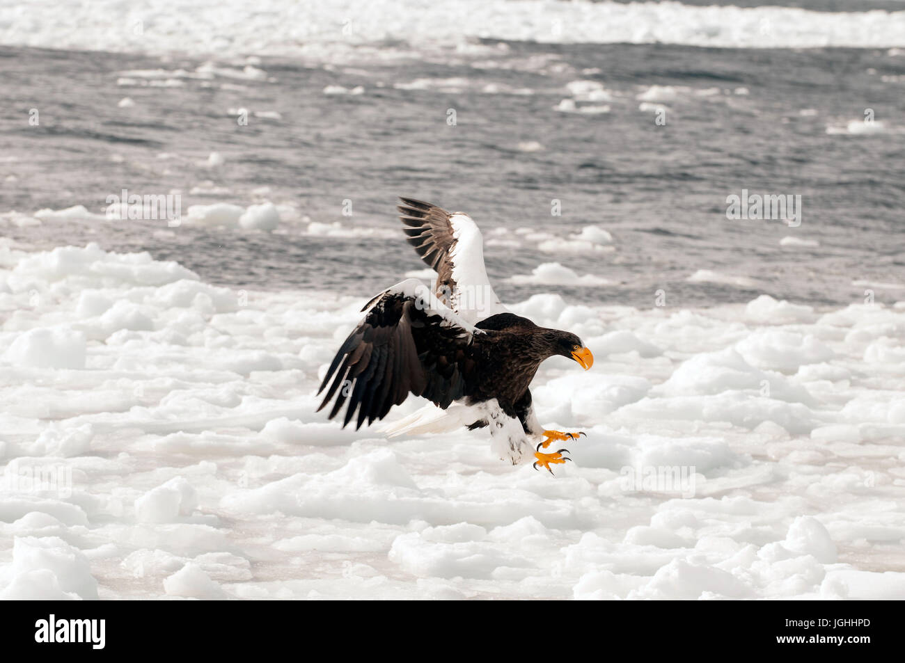 Steller's sea eagle (Haliaeetus pelagicus) flying, landing, Russia ...