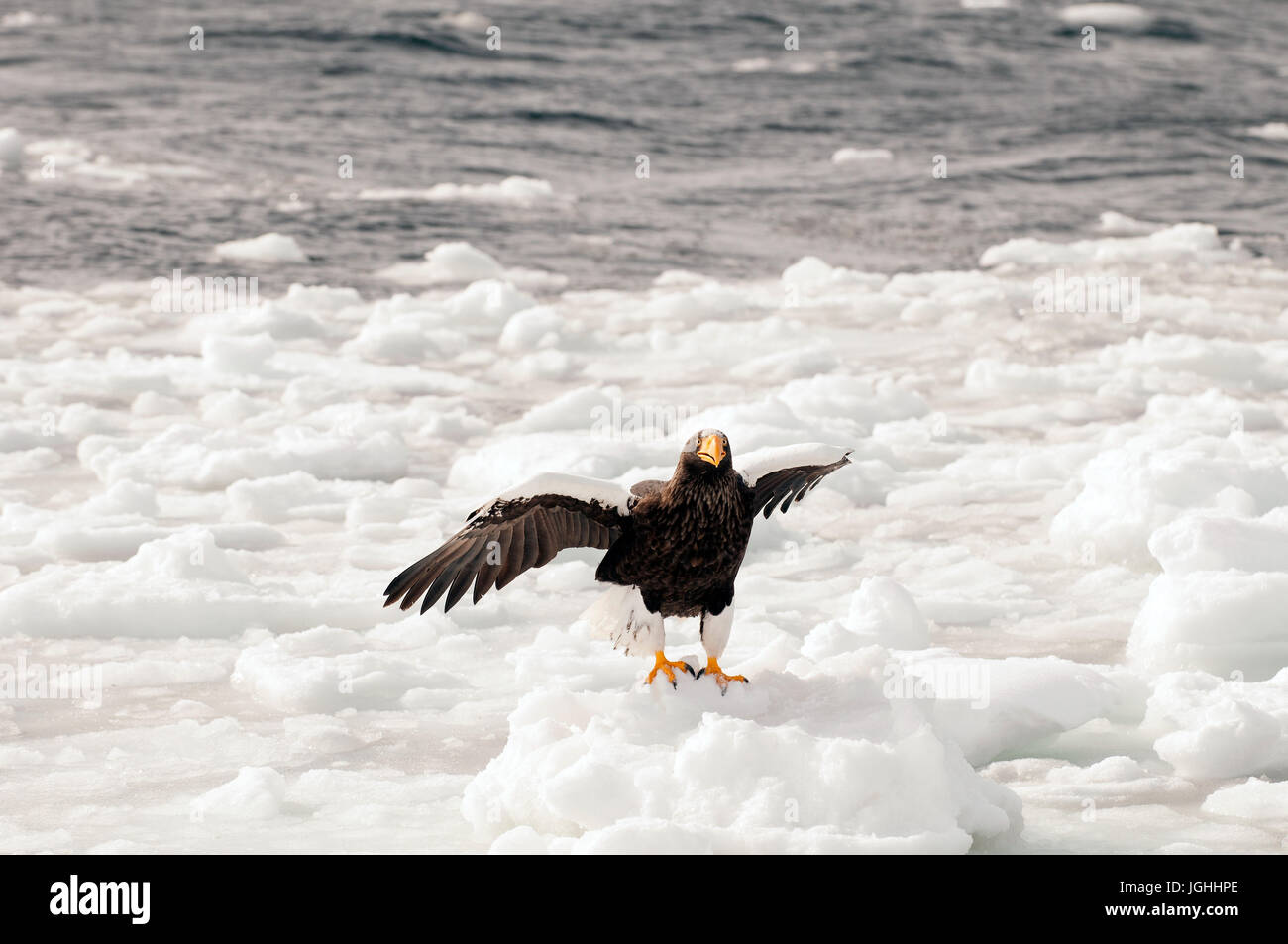 Steller's sea eagle (Haliaeetus pelagicus) on the pack, Russia Steller ...