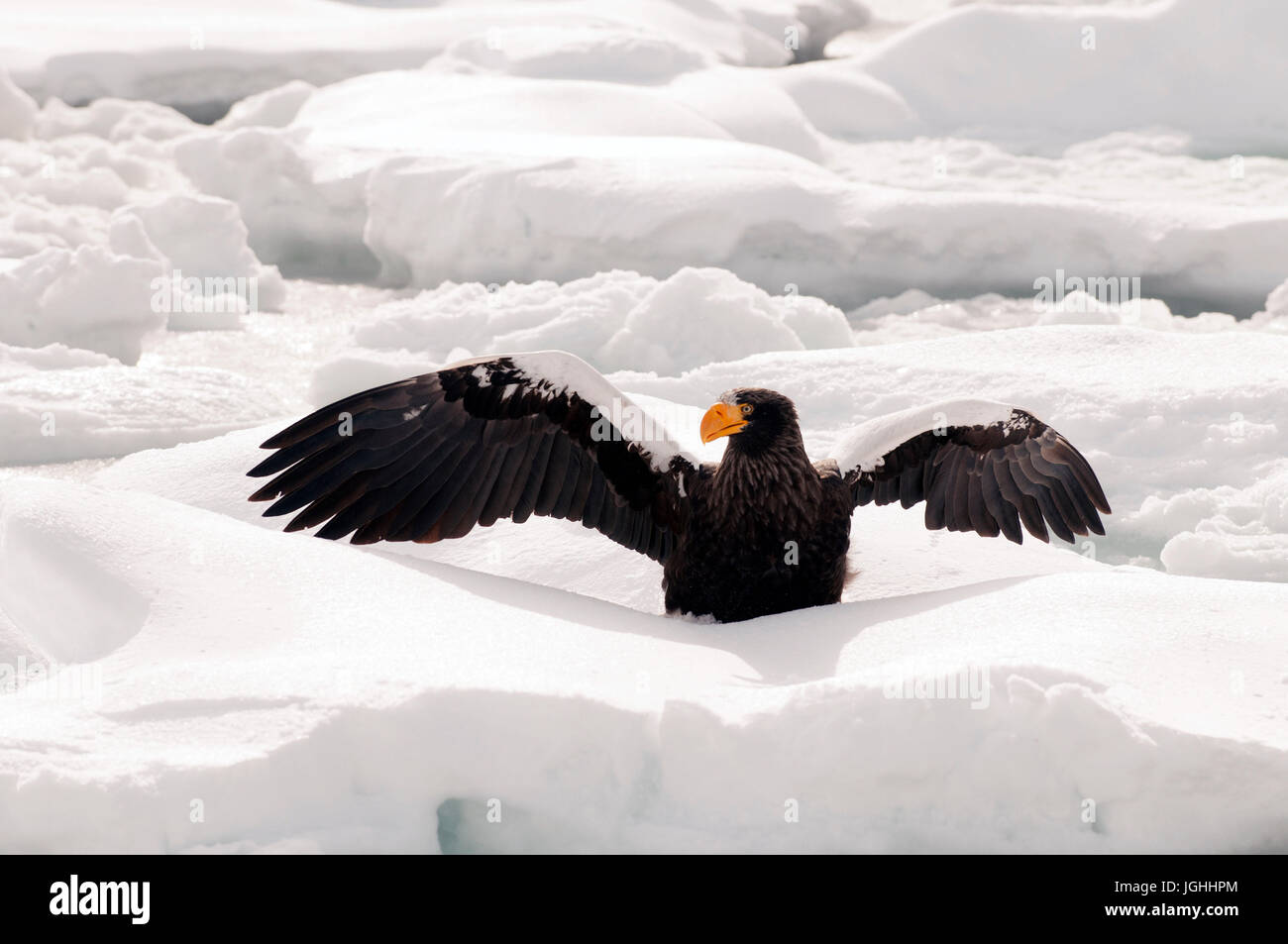 Steller's sea eagle (Haliaeetus pelagicus) on the pack, Russia Steller ...
