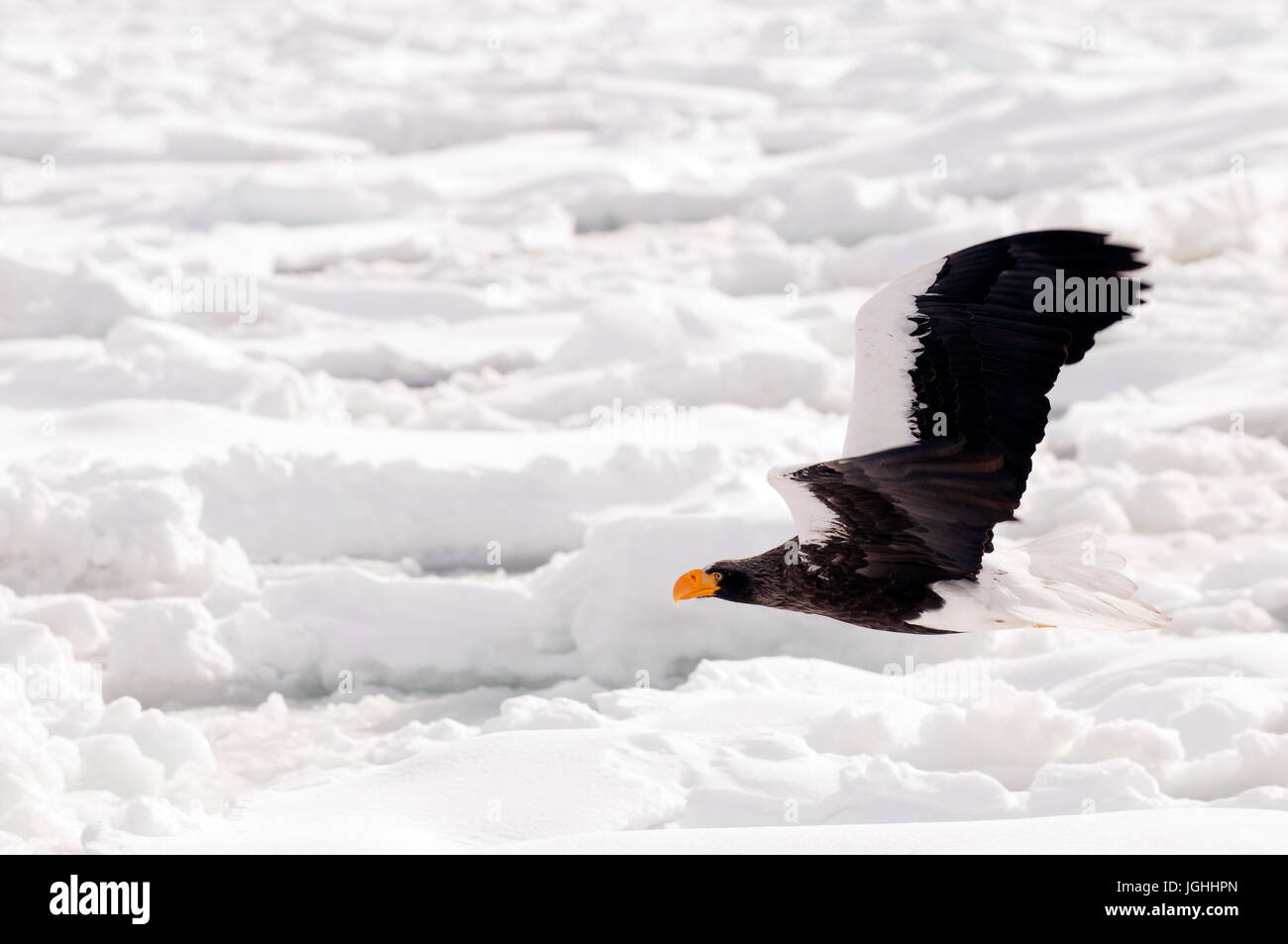 Steller's sea eagle (Haliaeetus pelagicus) flying, Russia Steller's sea ...