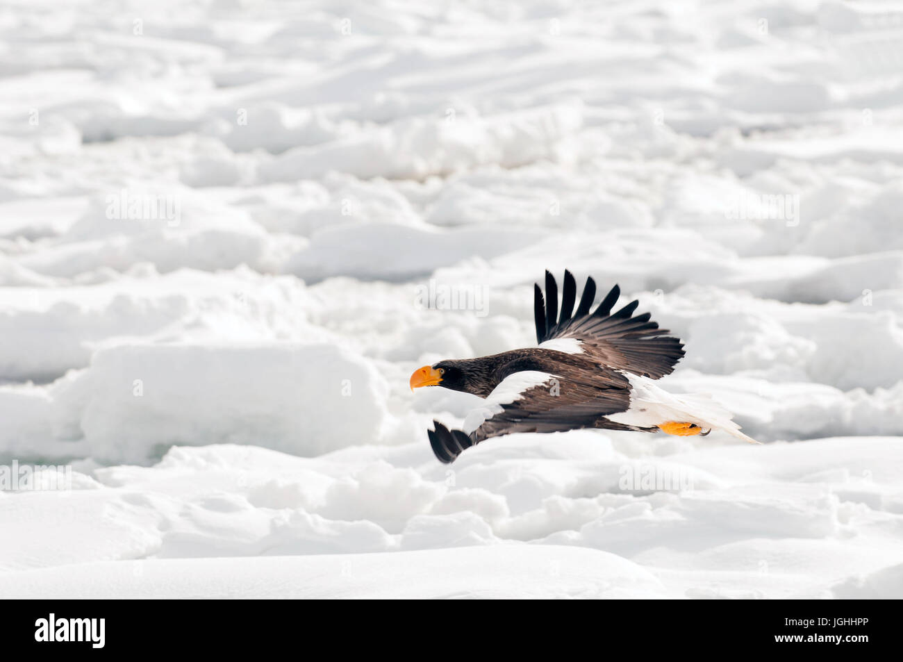 Steller's sea eagle (Haliaeetus pelagicus) flying, Russia Steller's sea ...