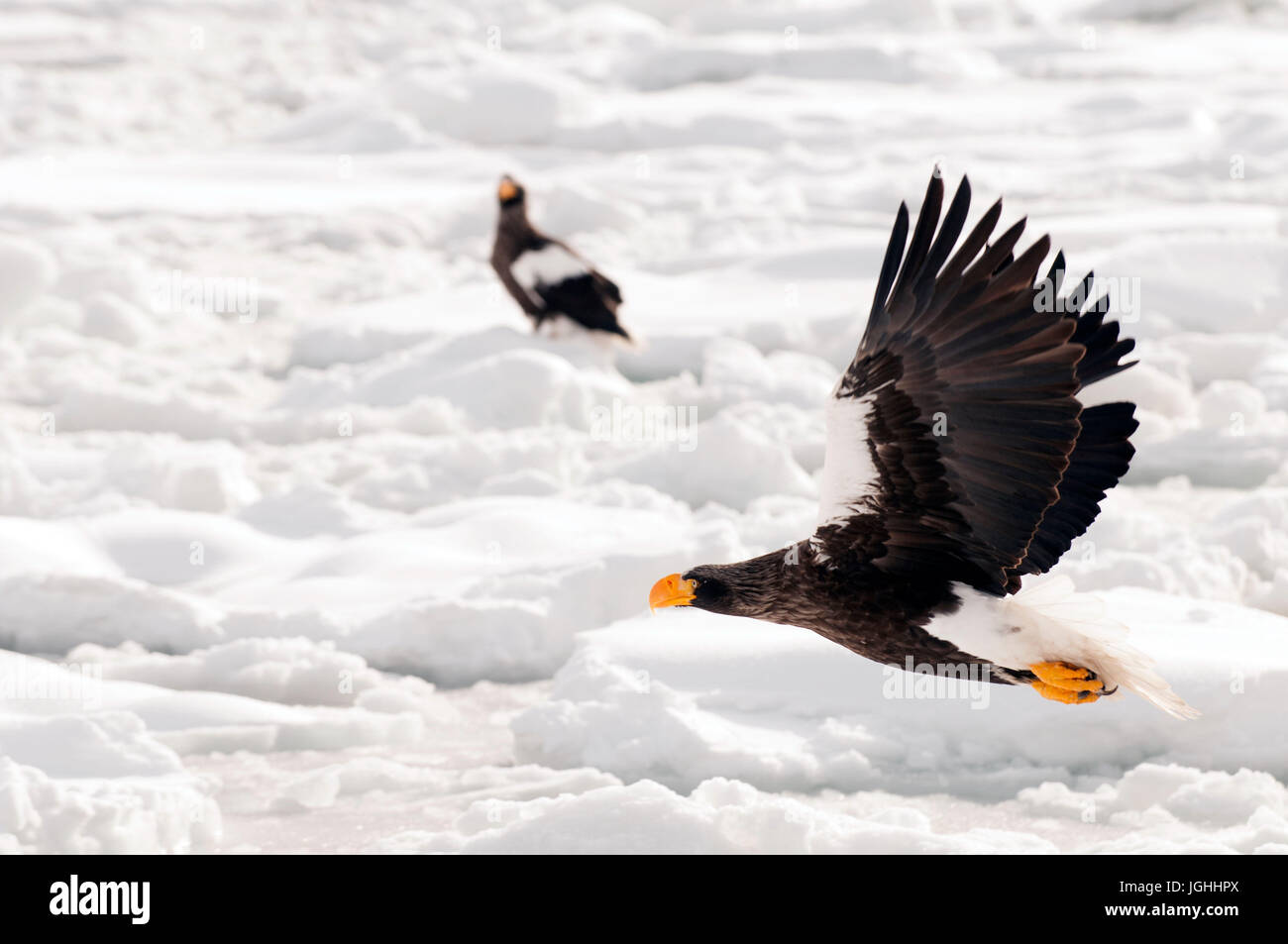 Steller's sea eagle (Haliaeetus pelagicus) flying, Steller's sea eagle ...
