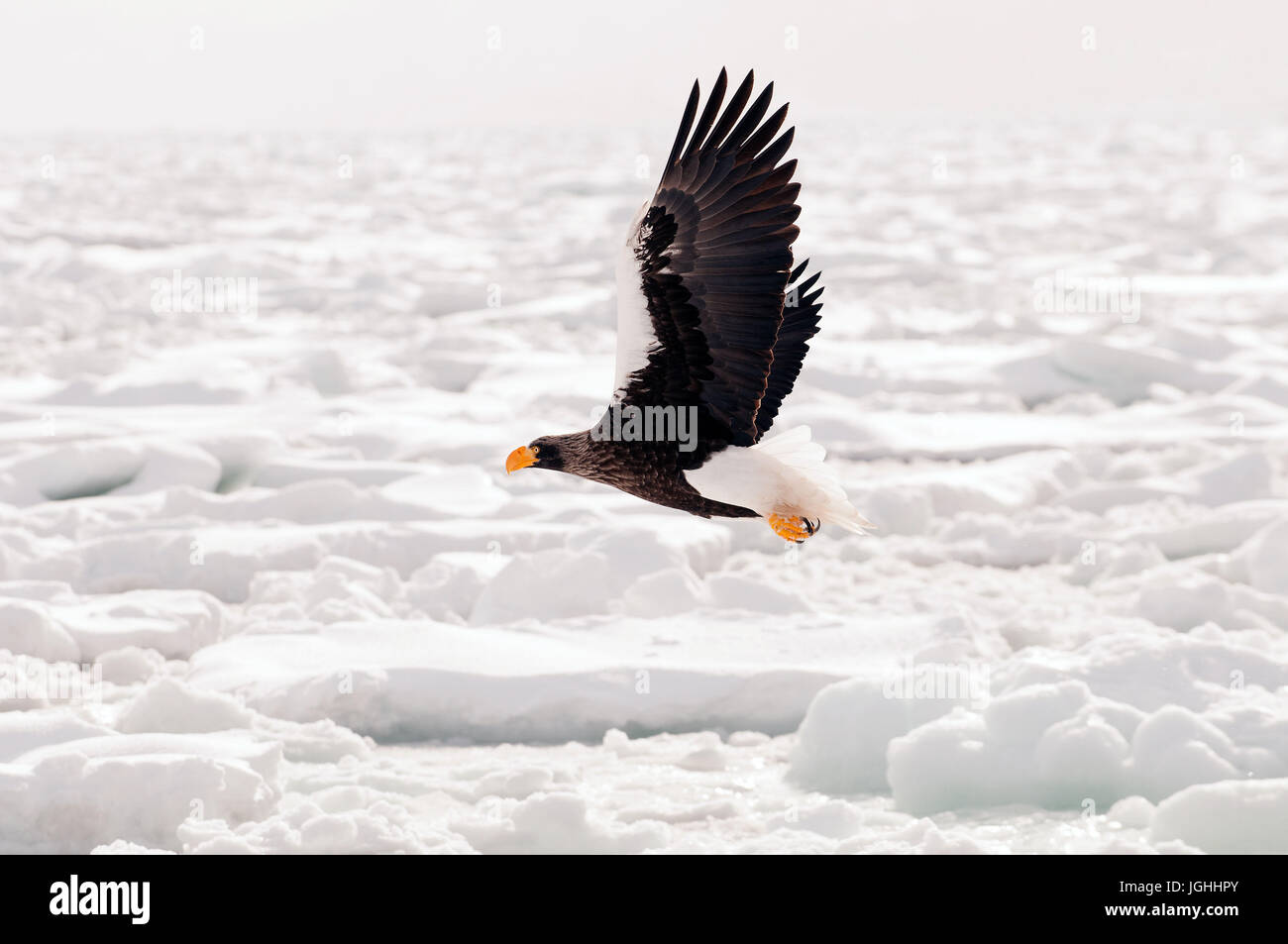 Steller's sea eagle (Haliaeetus pelagicus) flying, Russia Steller's sea ...