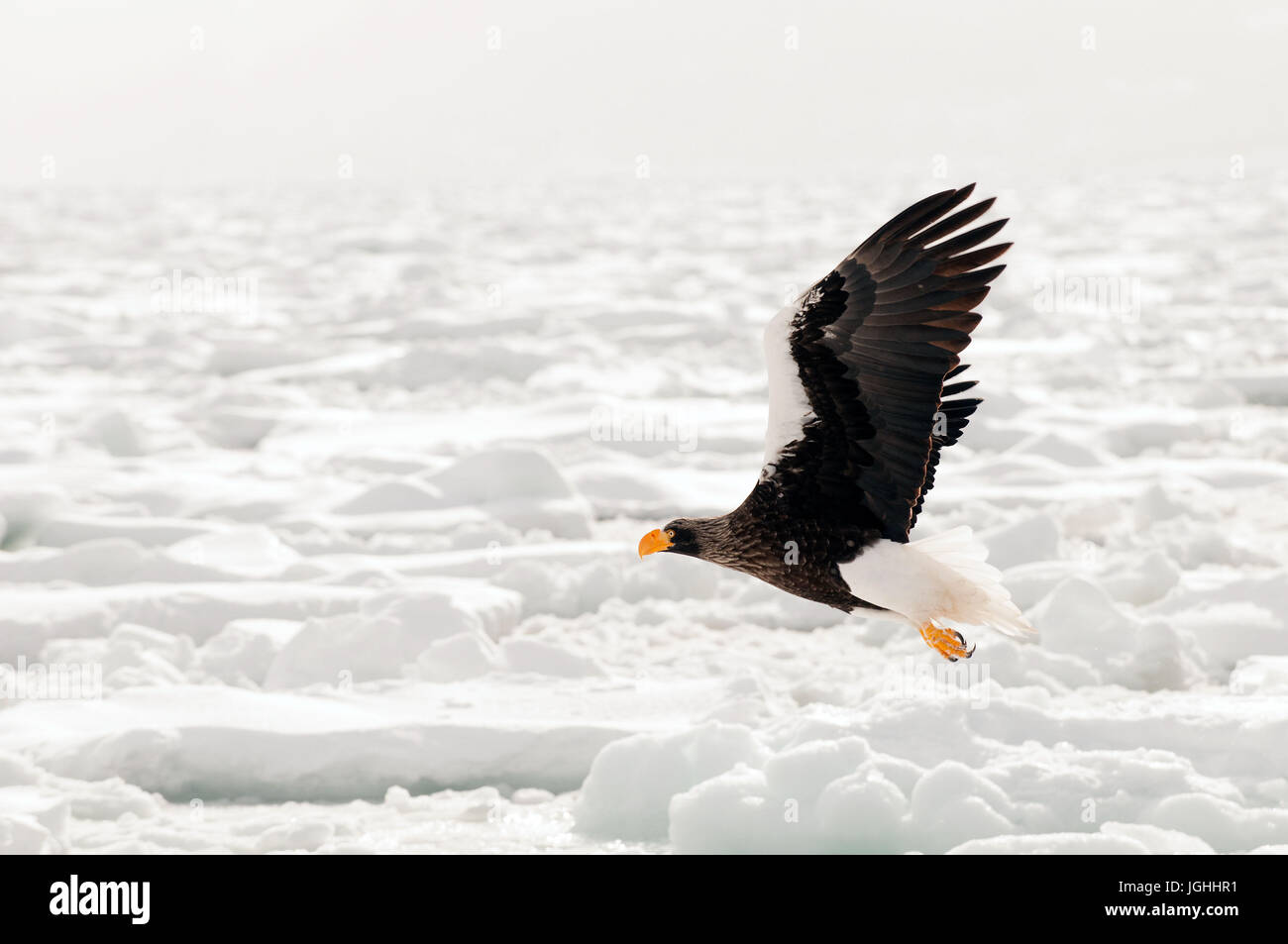 Steller's sea eagle (Haliaeetus pelagicus) flying, Russia Steller's sea ...