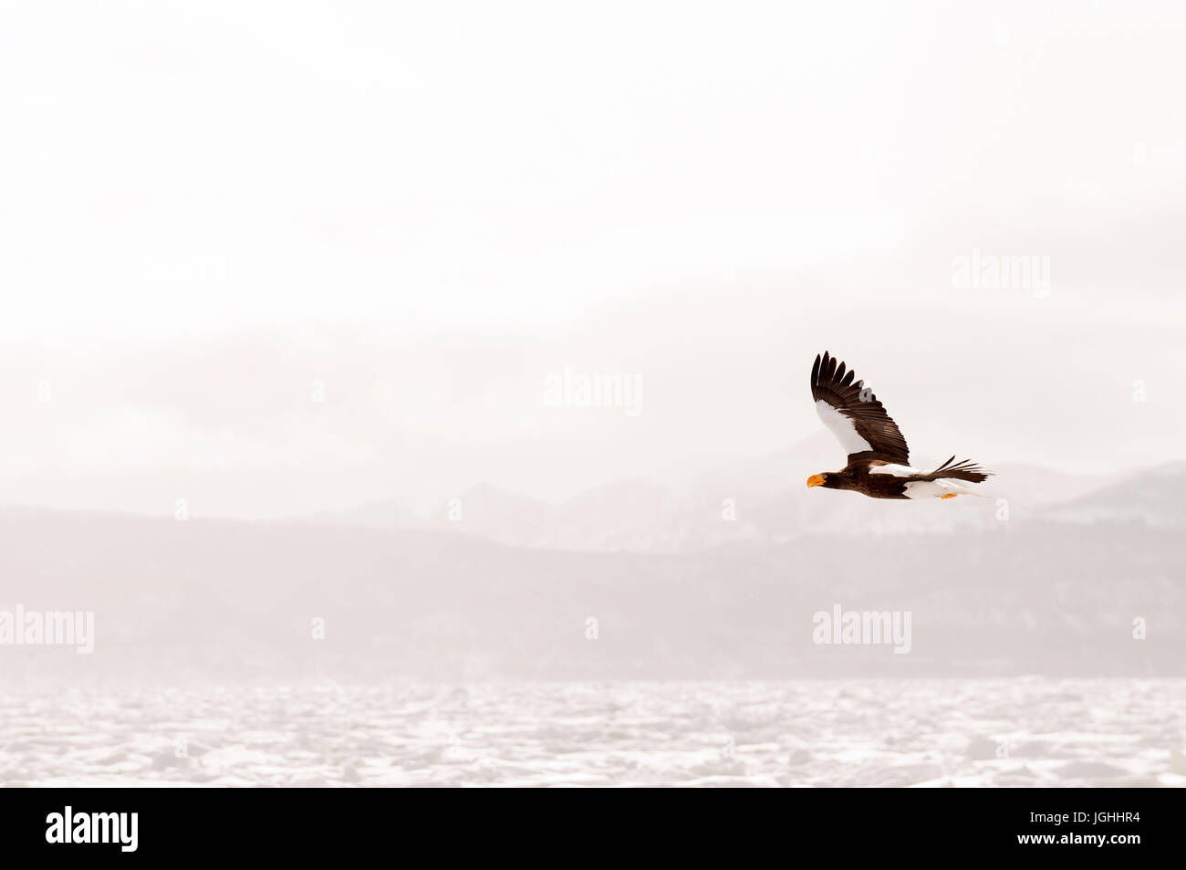 Steller's sea eagle (Haliaeetus pelagicus) flying, Russia Steller's sea ...