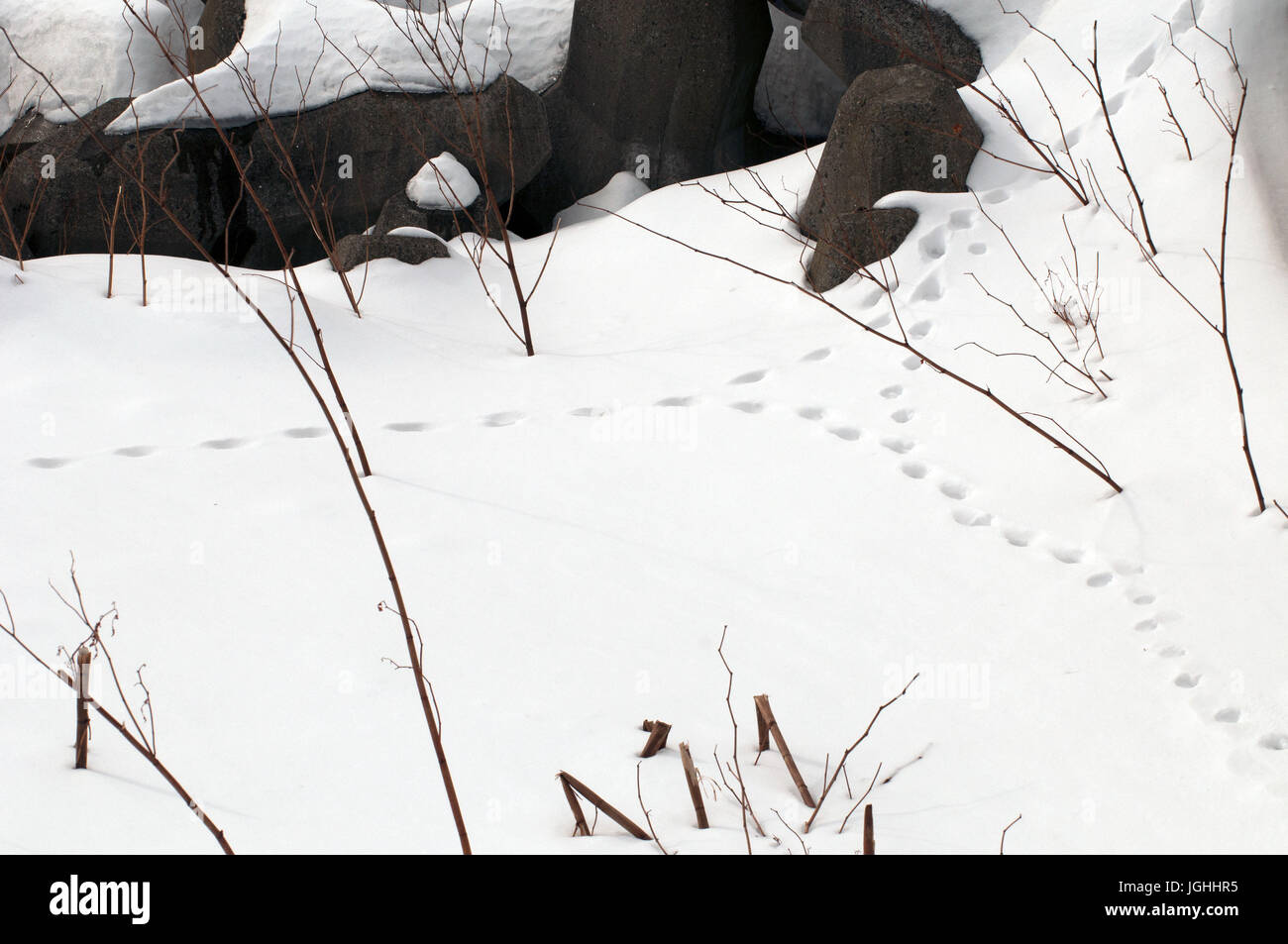 Tracks of red fox (Vulpes vulpes) in the snow Trails, red fox, snow ...