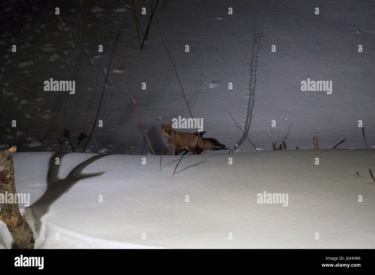 Red fox (Vulpes vulpes) in the night and in the snow red fox, snow ...