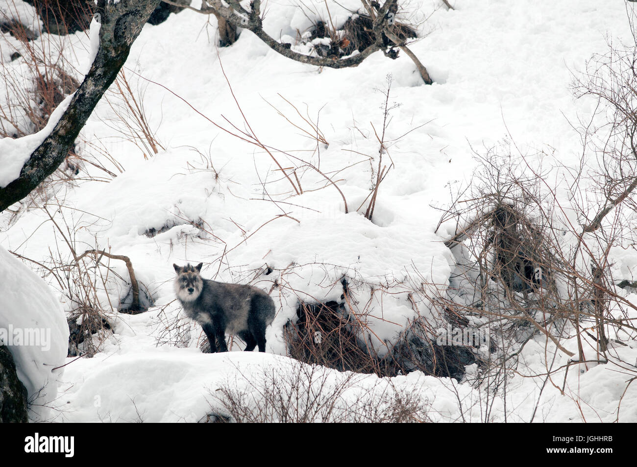 Japanese Serow (Capricornis crispus), Japan Japanese serow, antelope ...