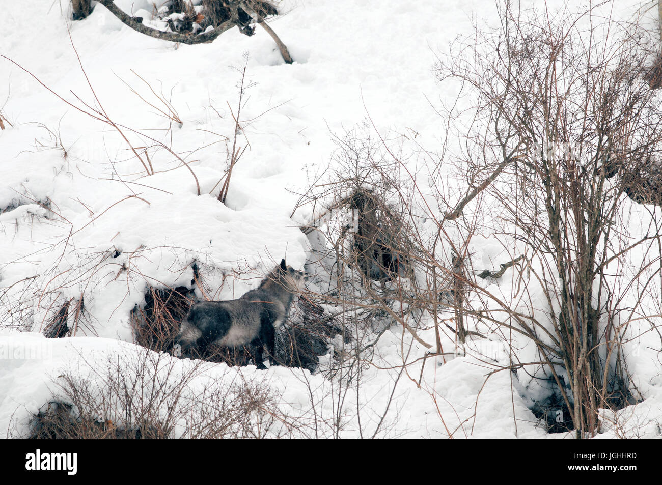 Japanese Serow (Capricornis crispus), Japan Japanese serow, antelope ...