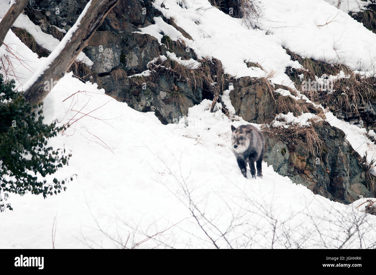 Japanese Serow in winter (Capricornis crispus), Japan Japanese serow ...