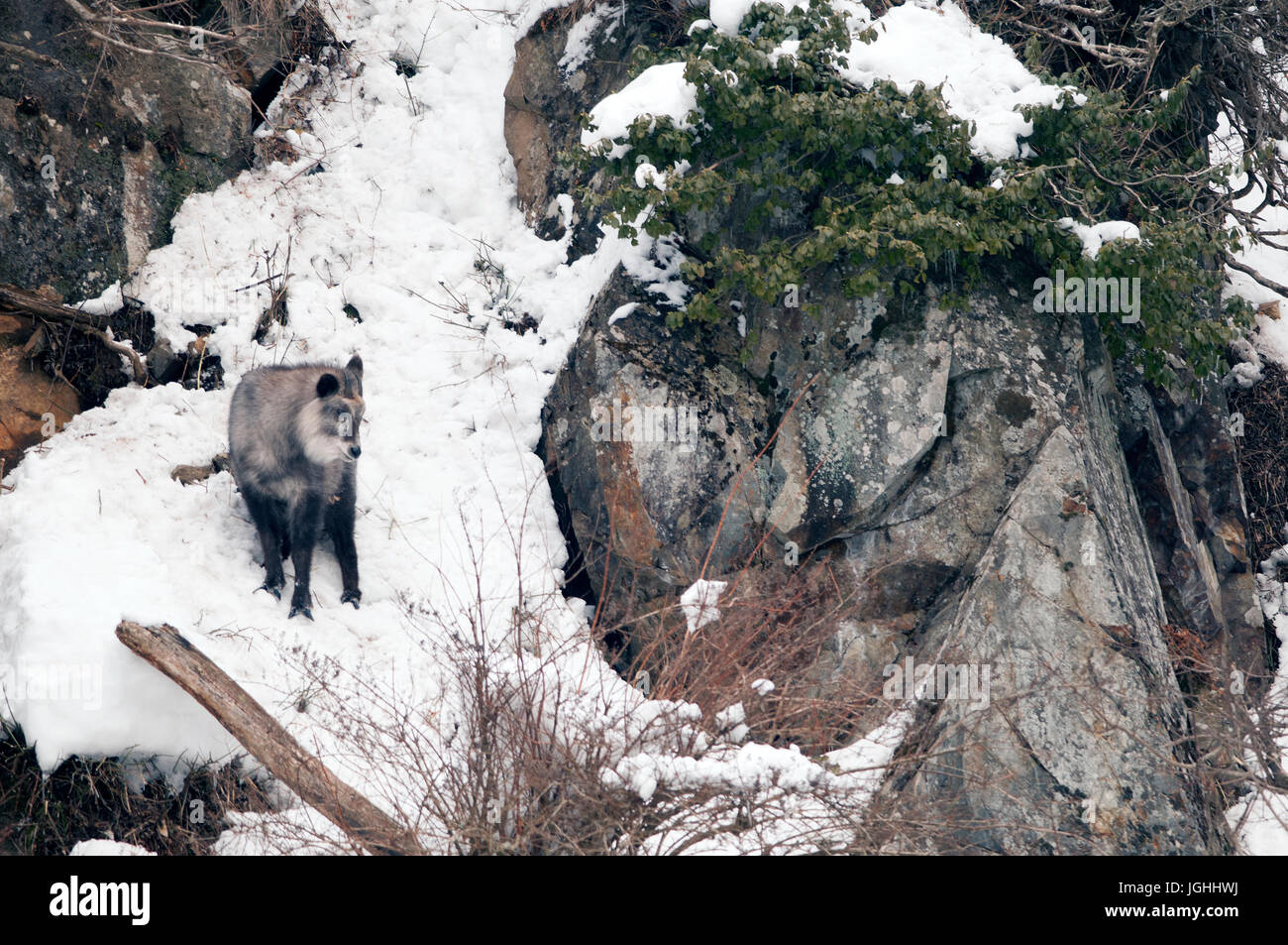 Japanese Serow in winter (Capricornis crispus), Japan Japanese serow ...